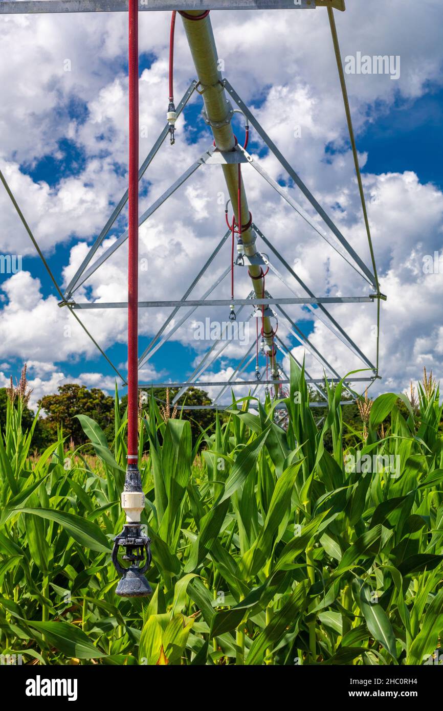 corn plantation in the interior of Brazil Stock Photo - Alamy