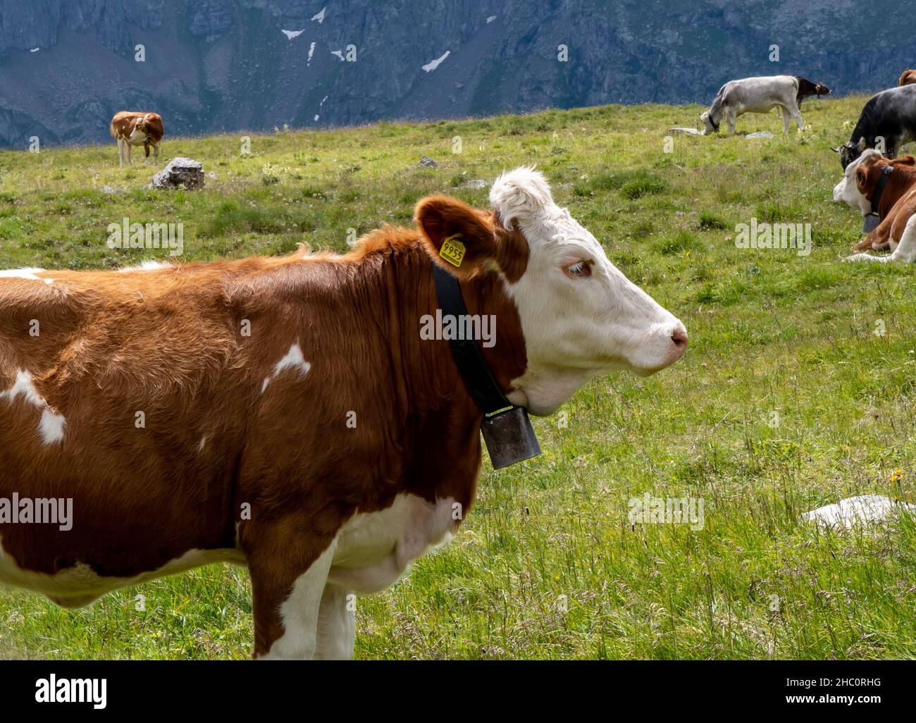 Cow on alpine path hi-res stock photography and images - Alamy