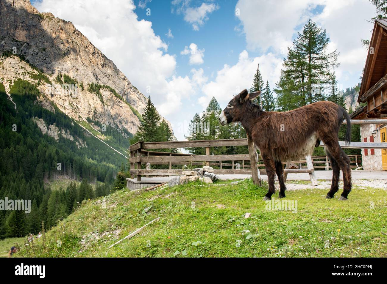 Rifugio asino hi-res stock photography and images - Alamy
