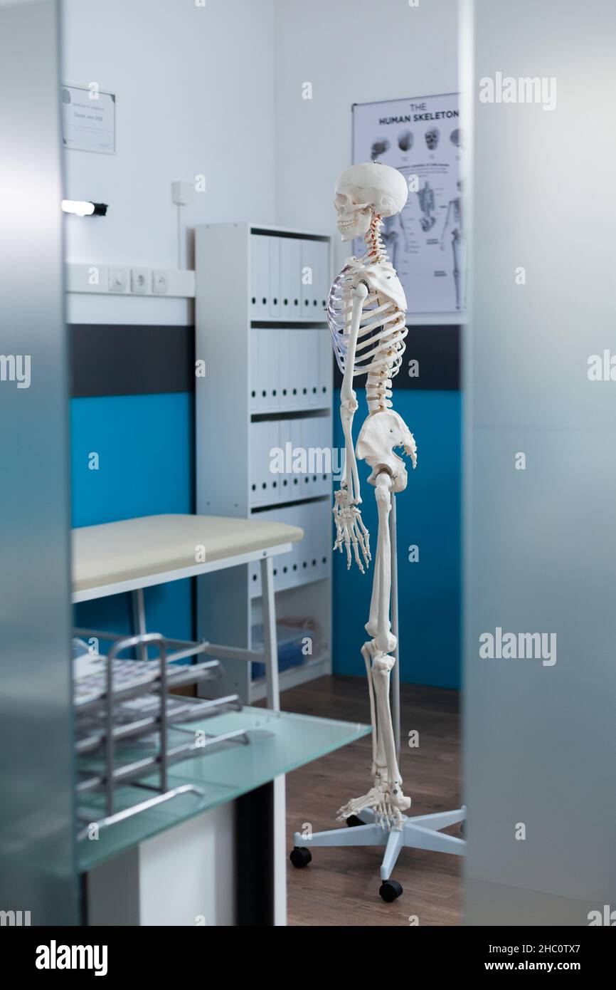 Side view of human skeleton structure standing in empty medical office ...
