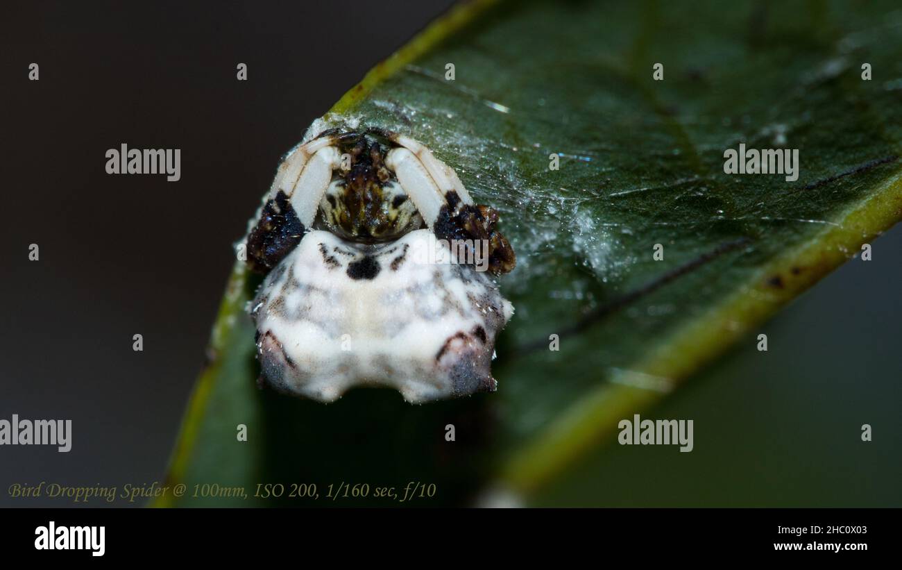 Bird Dropping Spider, Death's Head Spider, Orchard Spider, Bundaberg ...