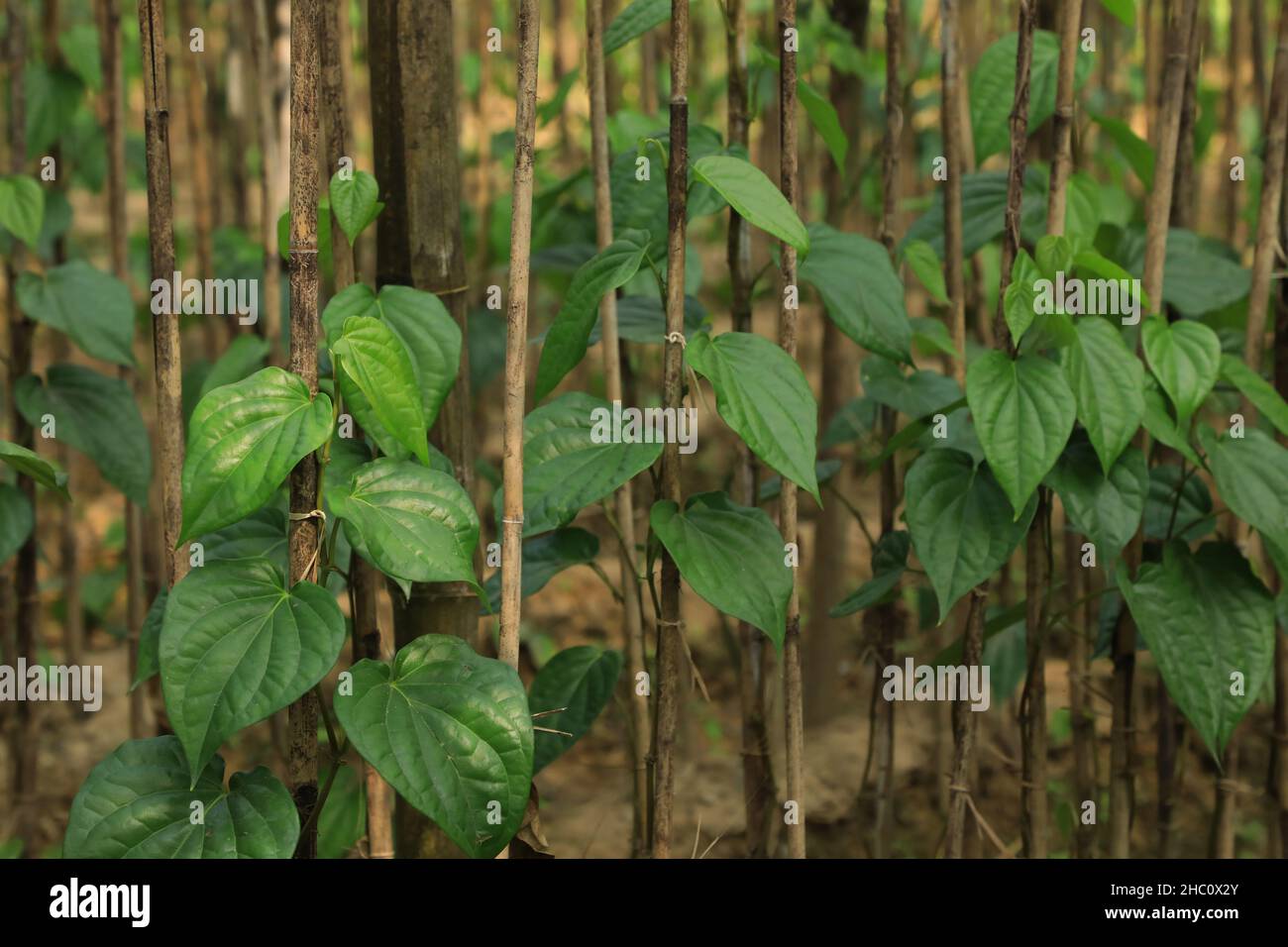 Supari pan hi-res stock photography and images - Alamy