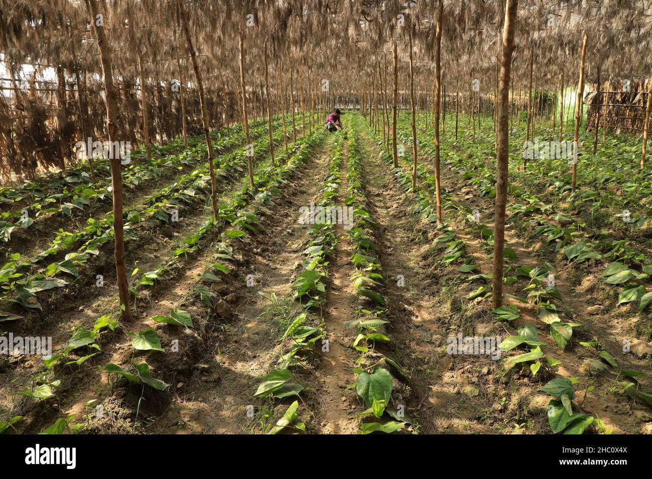 A man seen working in a betel leaf garden.Betel leaf or Pan is a ...