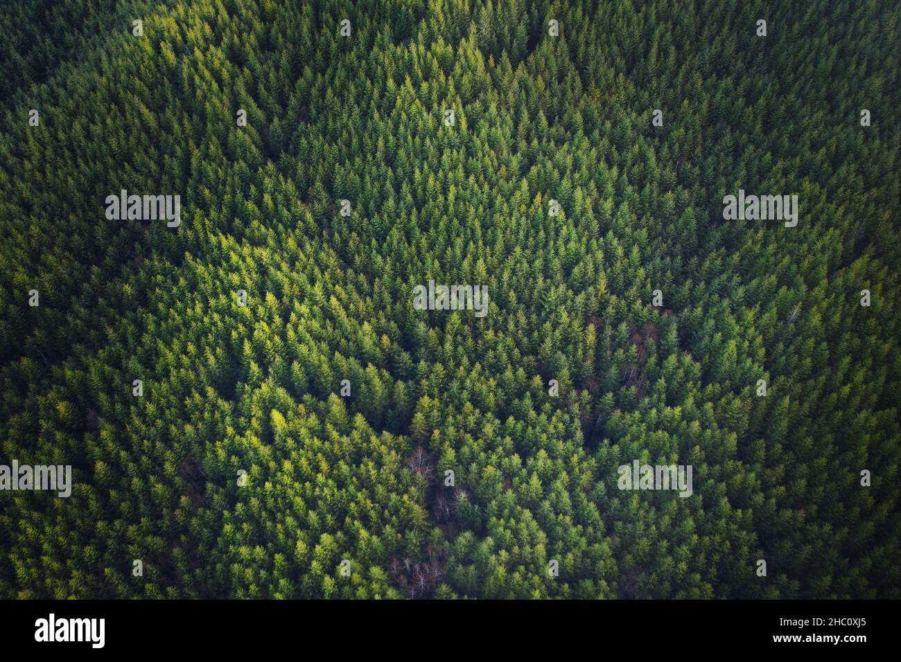 Green background Douglas Fir Trees in Oregon, aerial view Stock Photo ...