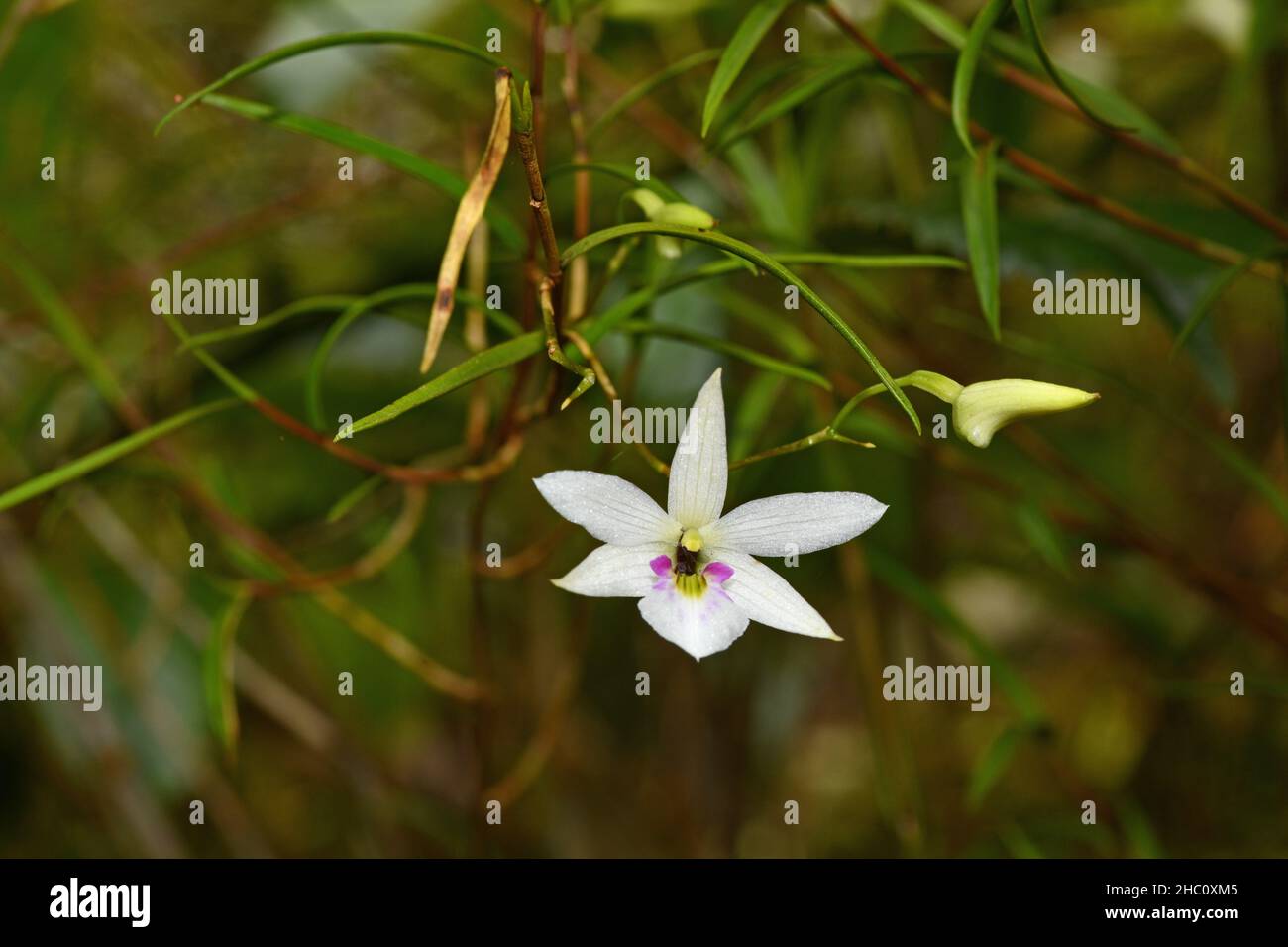 a New Zealand slipper orchid, Winika cunninghamii, growing in native ...