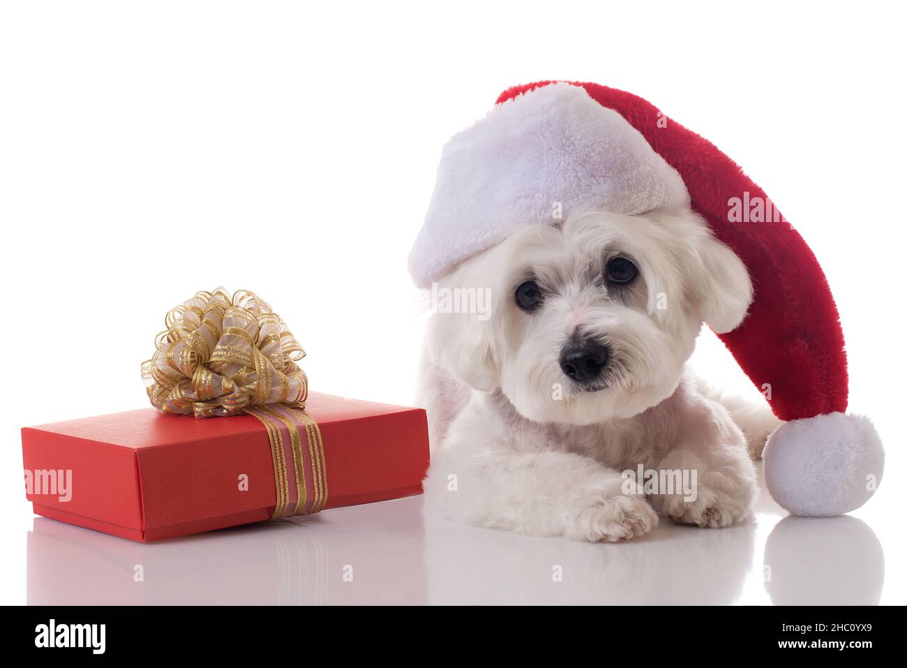 Laying maltese dog wearing Christmas hat with gift box ,isolated Stock ...