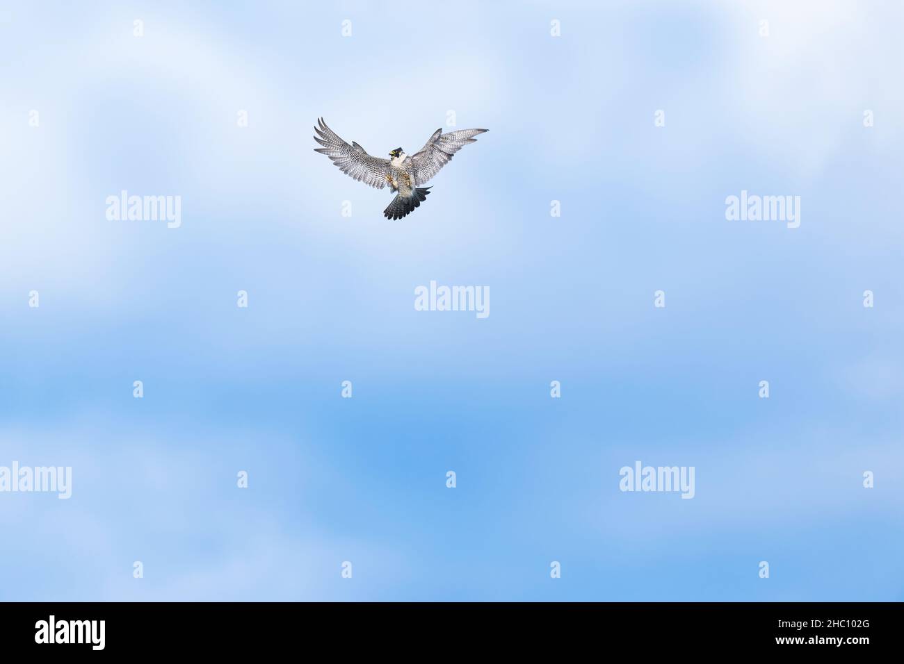 Peregrine falcon open wings bird hi-res stock photography and images ...