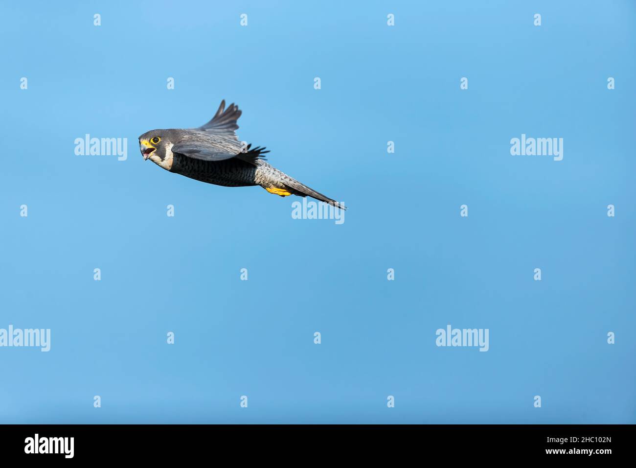 Adult flying with prey hi-res stock photography and images - Alamy