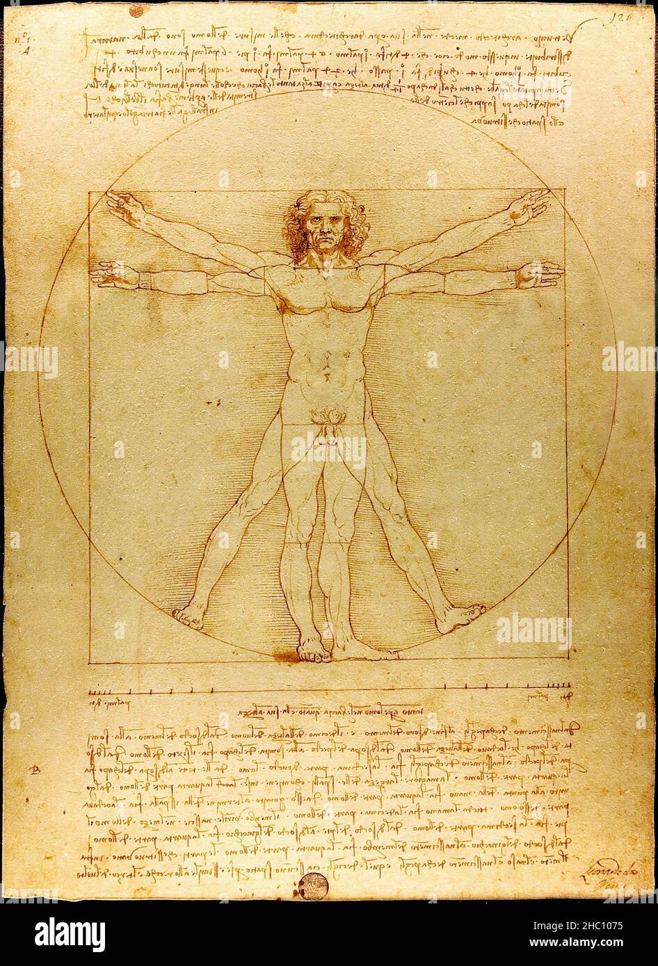 The famous Vitruvian Man drawing by Leonardo Da Vinci Stock Photo - Alamy
