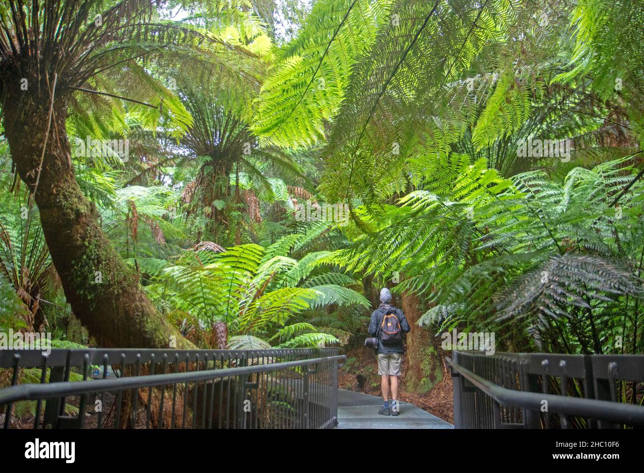 Maits Rest Rainforest Walk Stock Photo - Alamy
