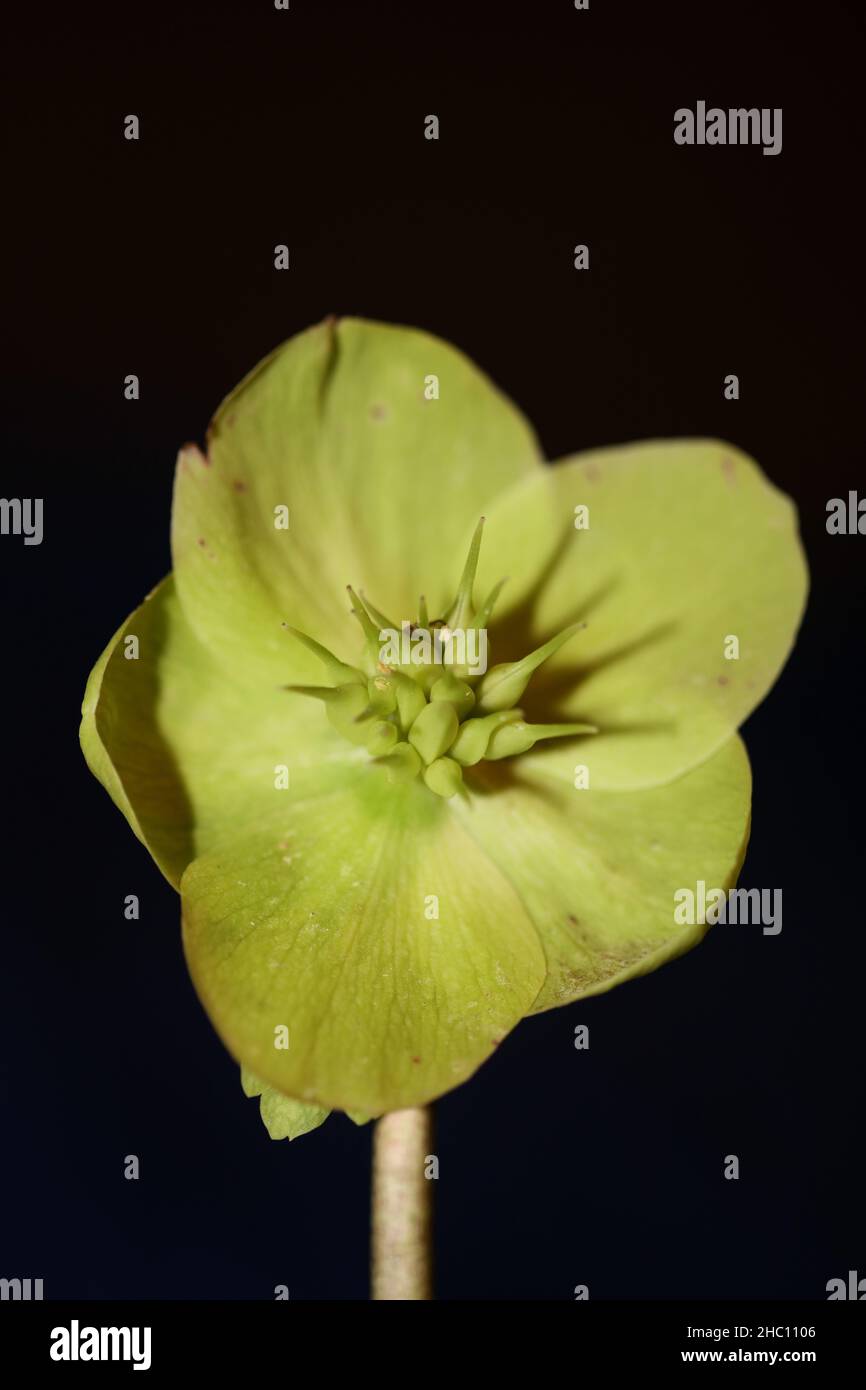 Yellow flower blossom close up helleborus viridis family ranunculaceae ...