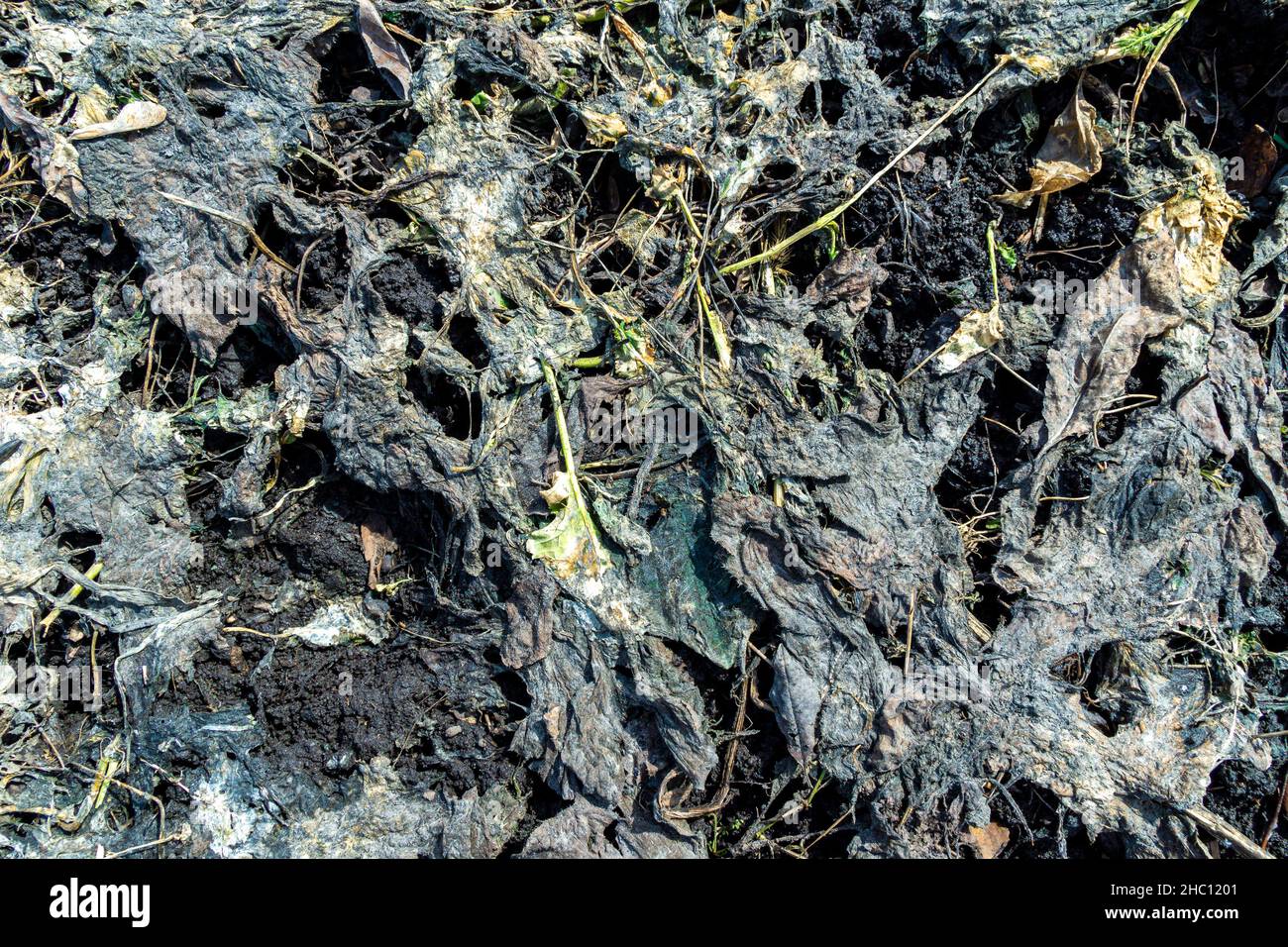 the green mass of green manure left for the winter rotted and closed ...