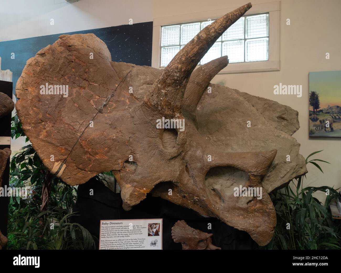 Baby Triceratops Skull