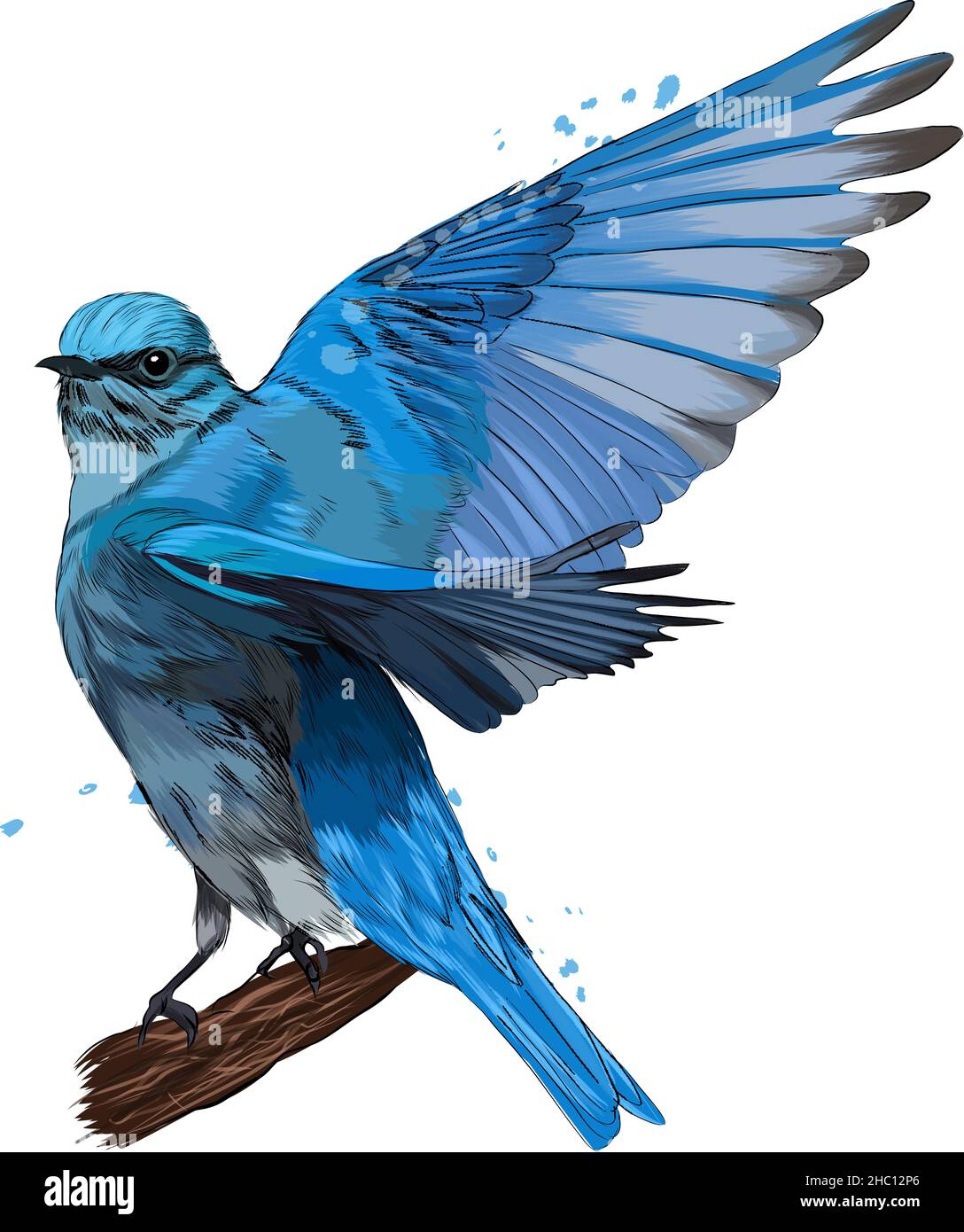 Mountain Bluebird from multicolored paints. Splash of watercolor ...
