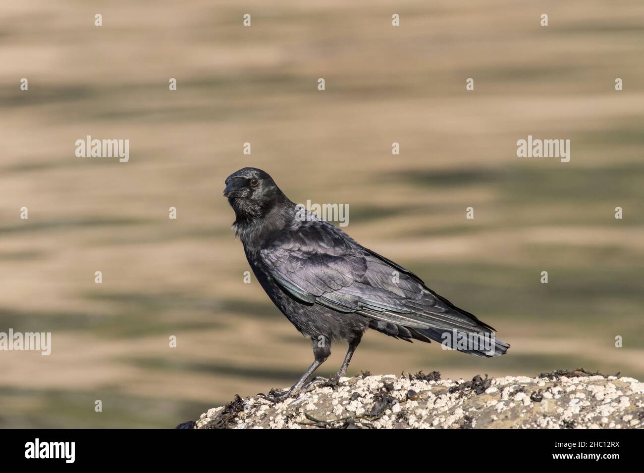 American crow beak hi-res stock photography and images - Alamy