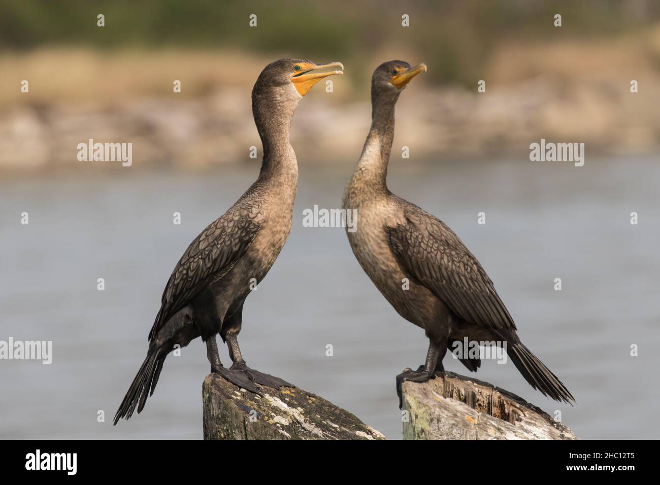 Double Crested Cormorant Female