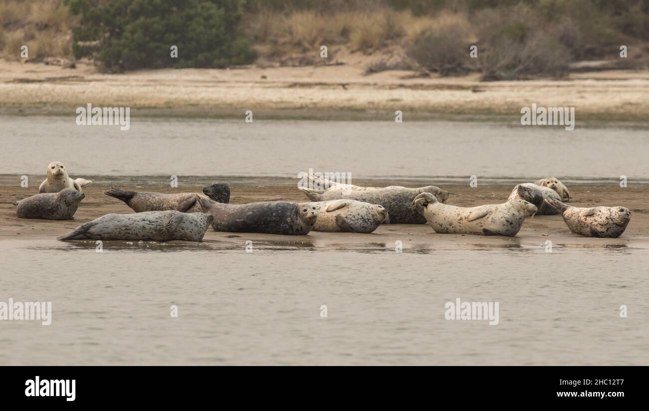 Harbor seals in bay hi-res stock photography and images - Alamy