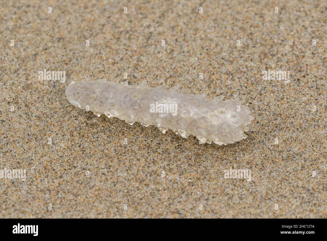 Beached Pyrosome in Oregon Stock Photo - Alamy