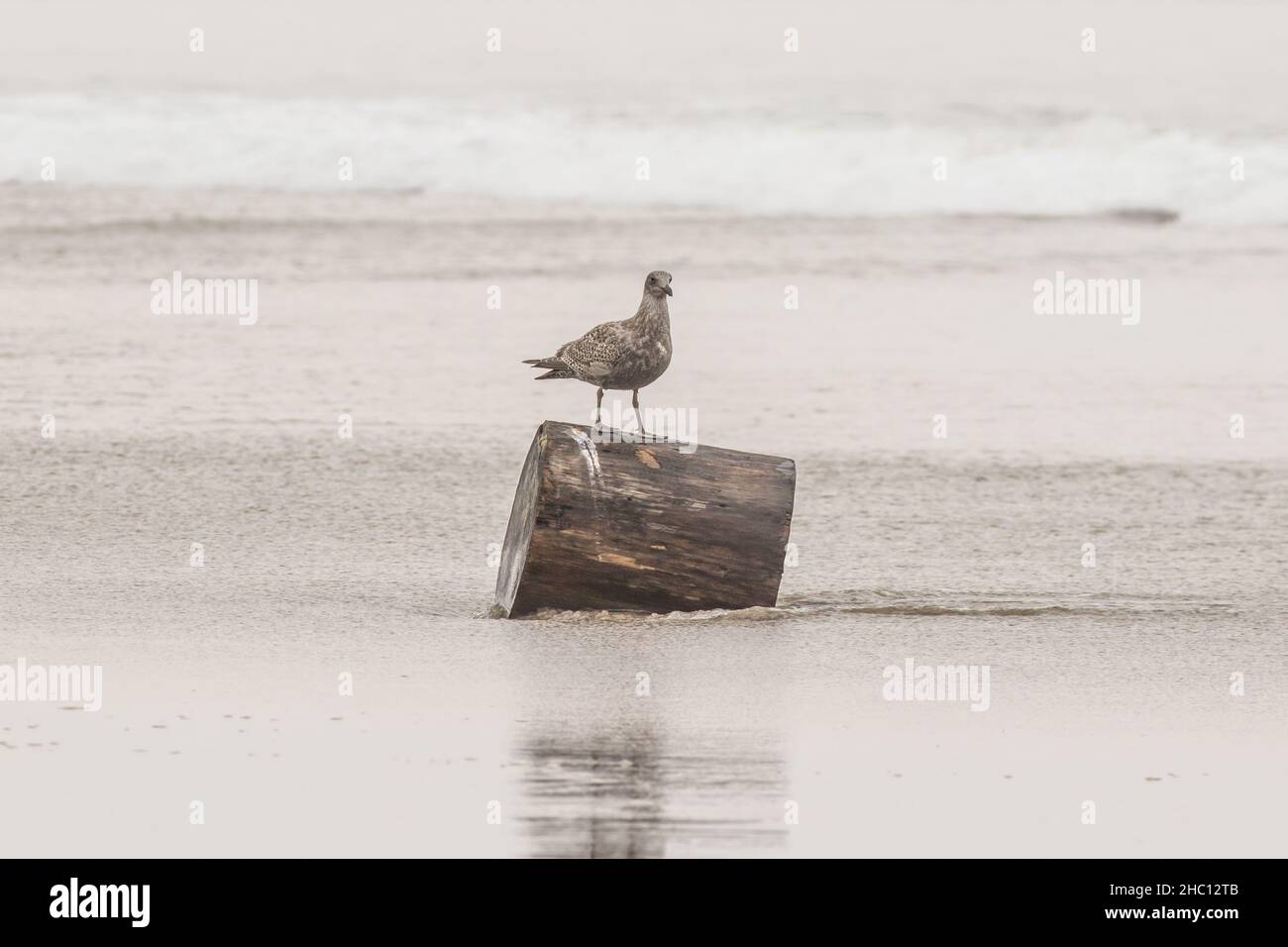 Gull on log hi-res stock photography and images - Alamy