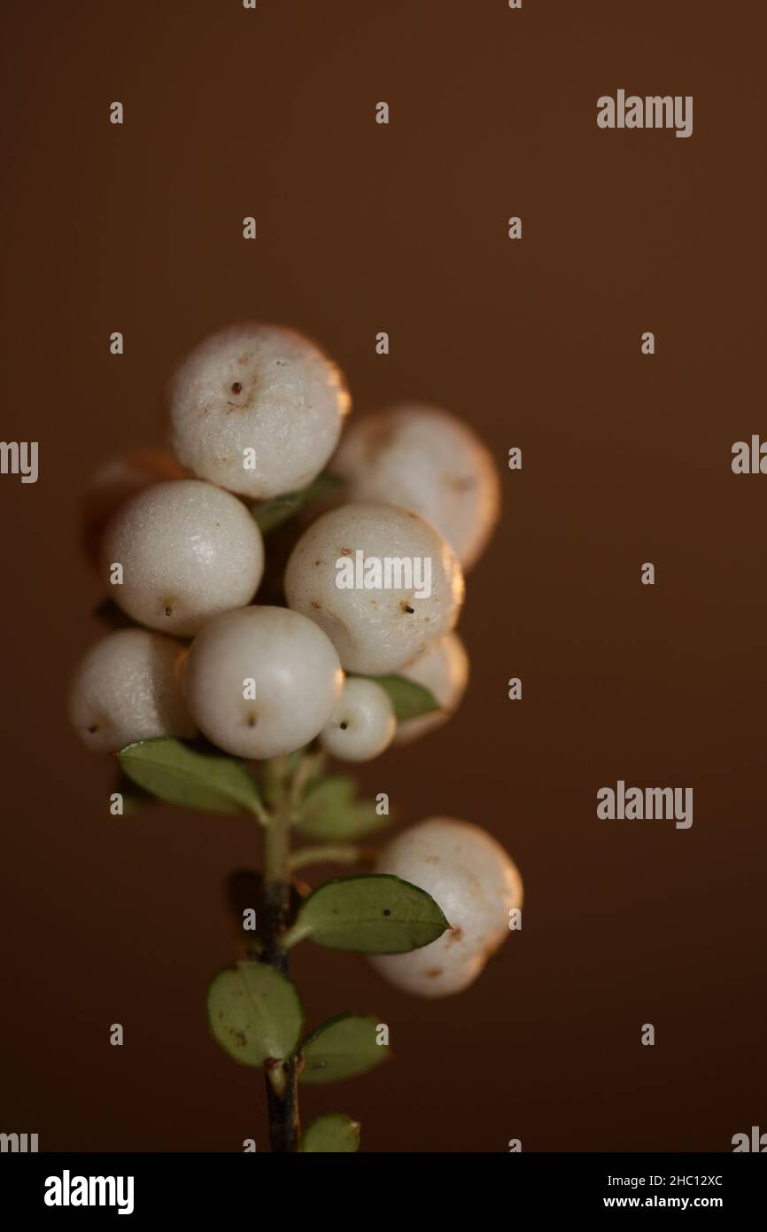 Wild white small flower fruit close up botanical background ...