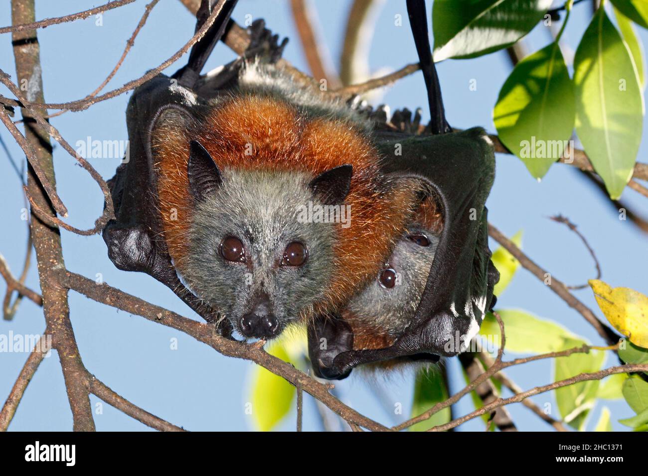 Baby Grey Headed Flying Fox
