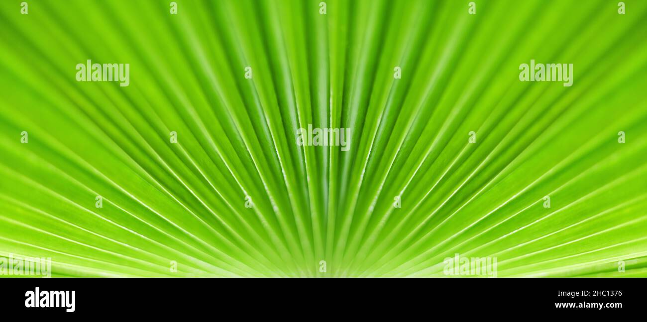 Green palm tree leaf background, tropical leaves texture, abstract ...