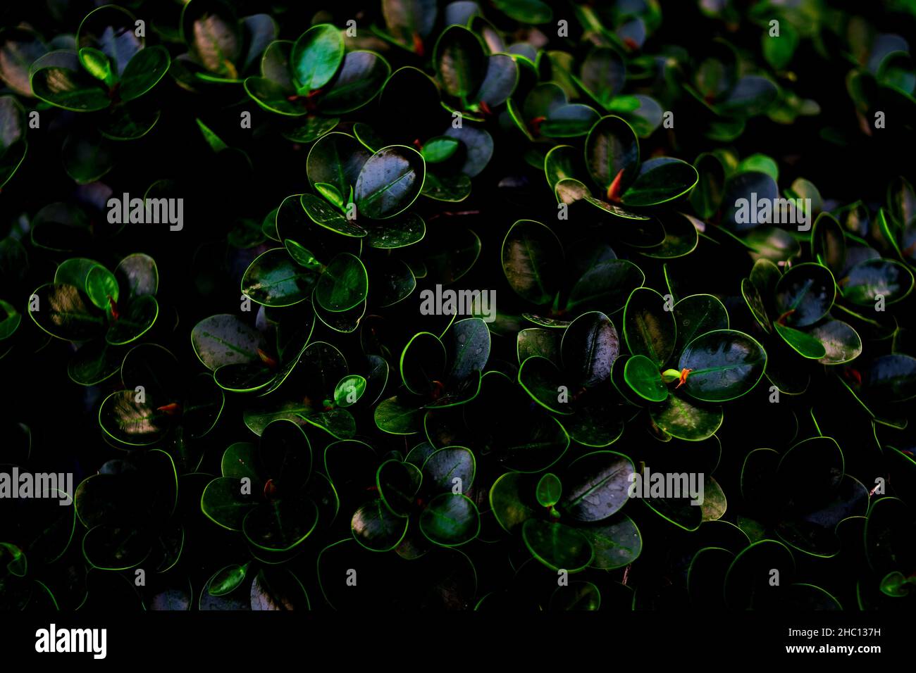 Abstract green leaves background Stock Photo - Alamy