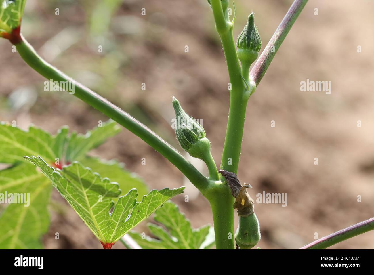 Close-up of okra plant in vegetable field with small fruits Stock Photo ...