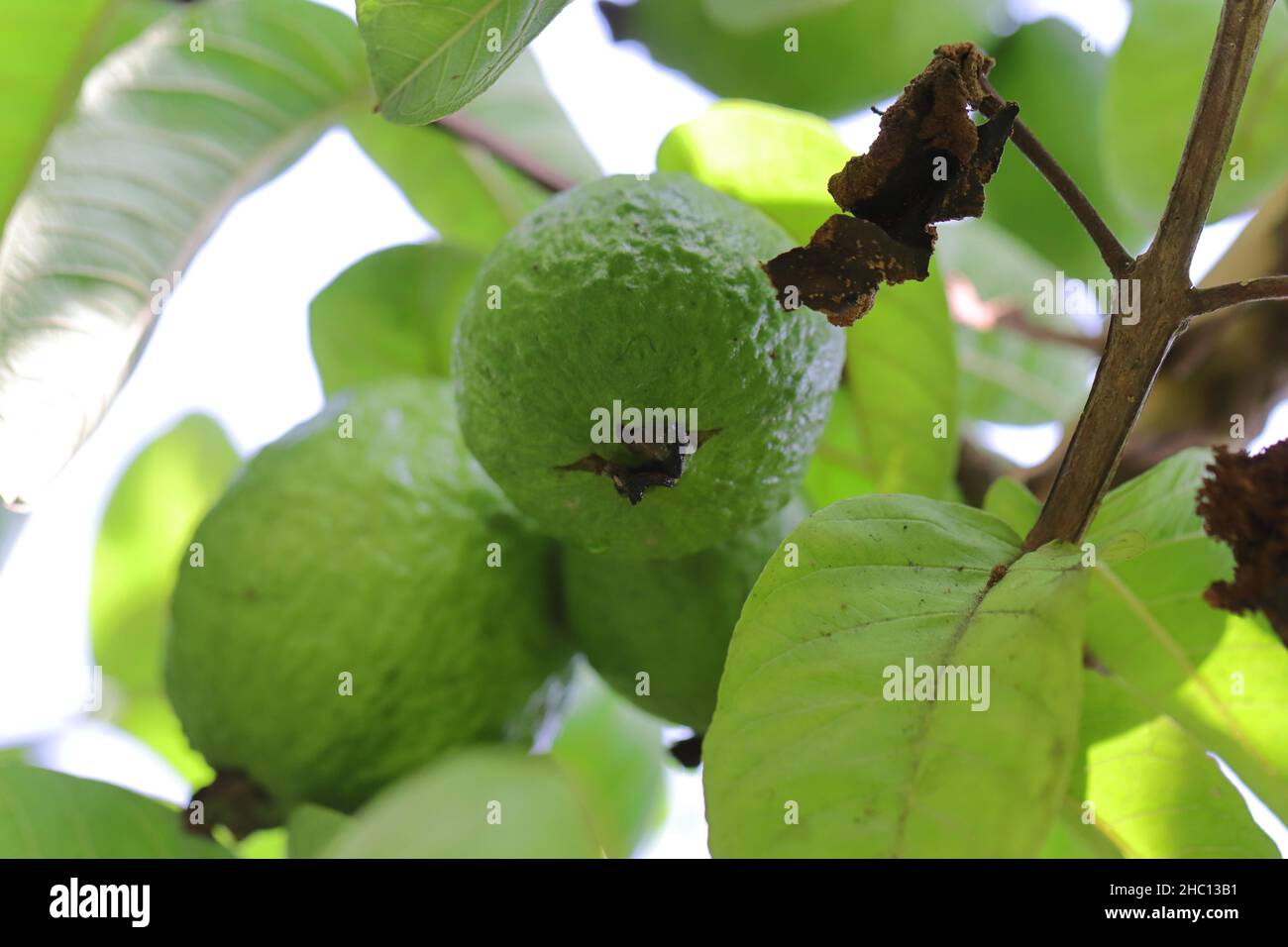 Close-up of Large fresh organic hybrid variety Thai ripe guava fruit ...