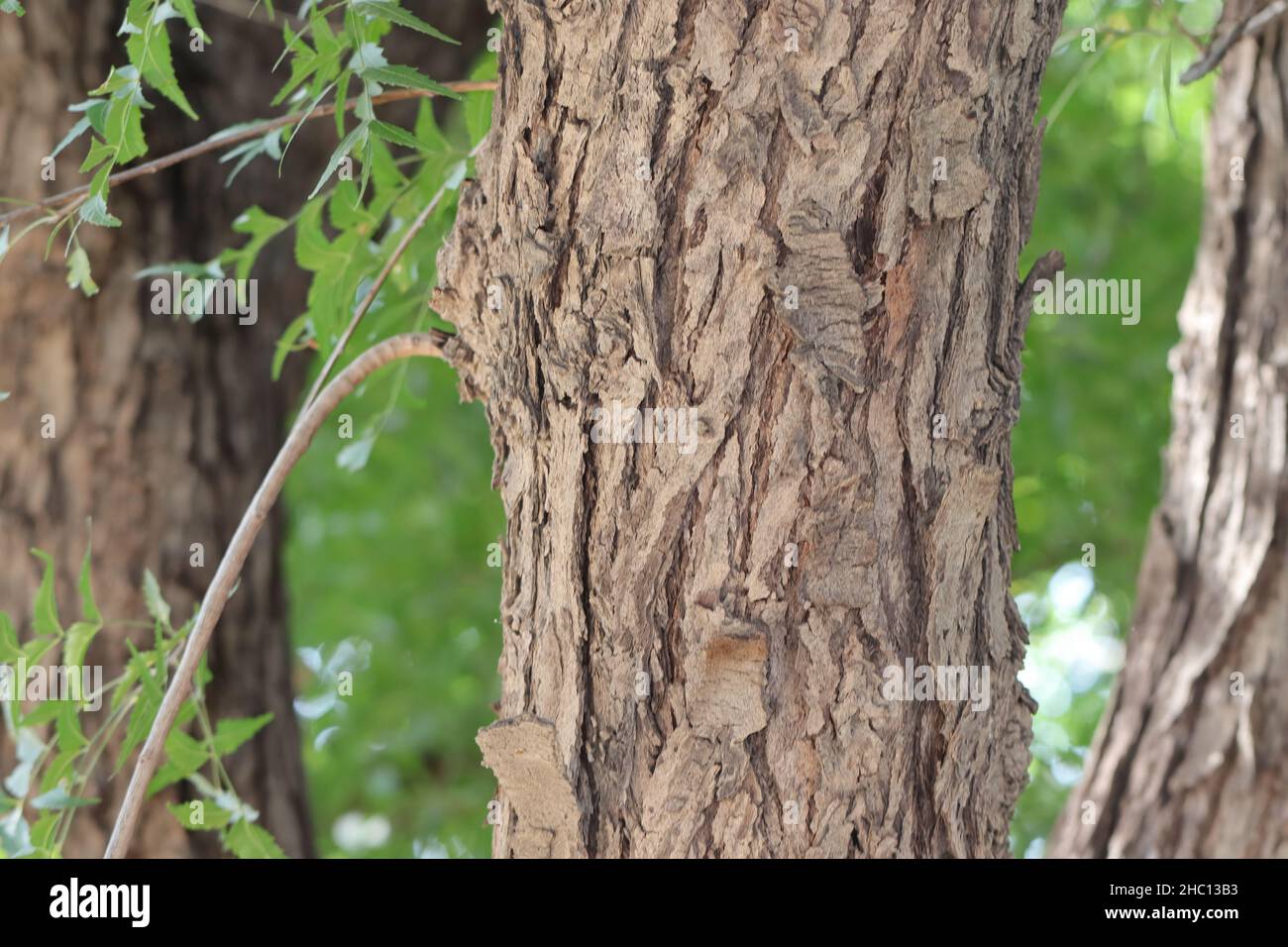 Close-up of Large thick branch and bark photo of neem tree (Azadirachta ...