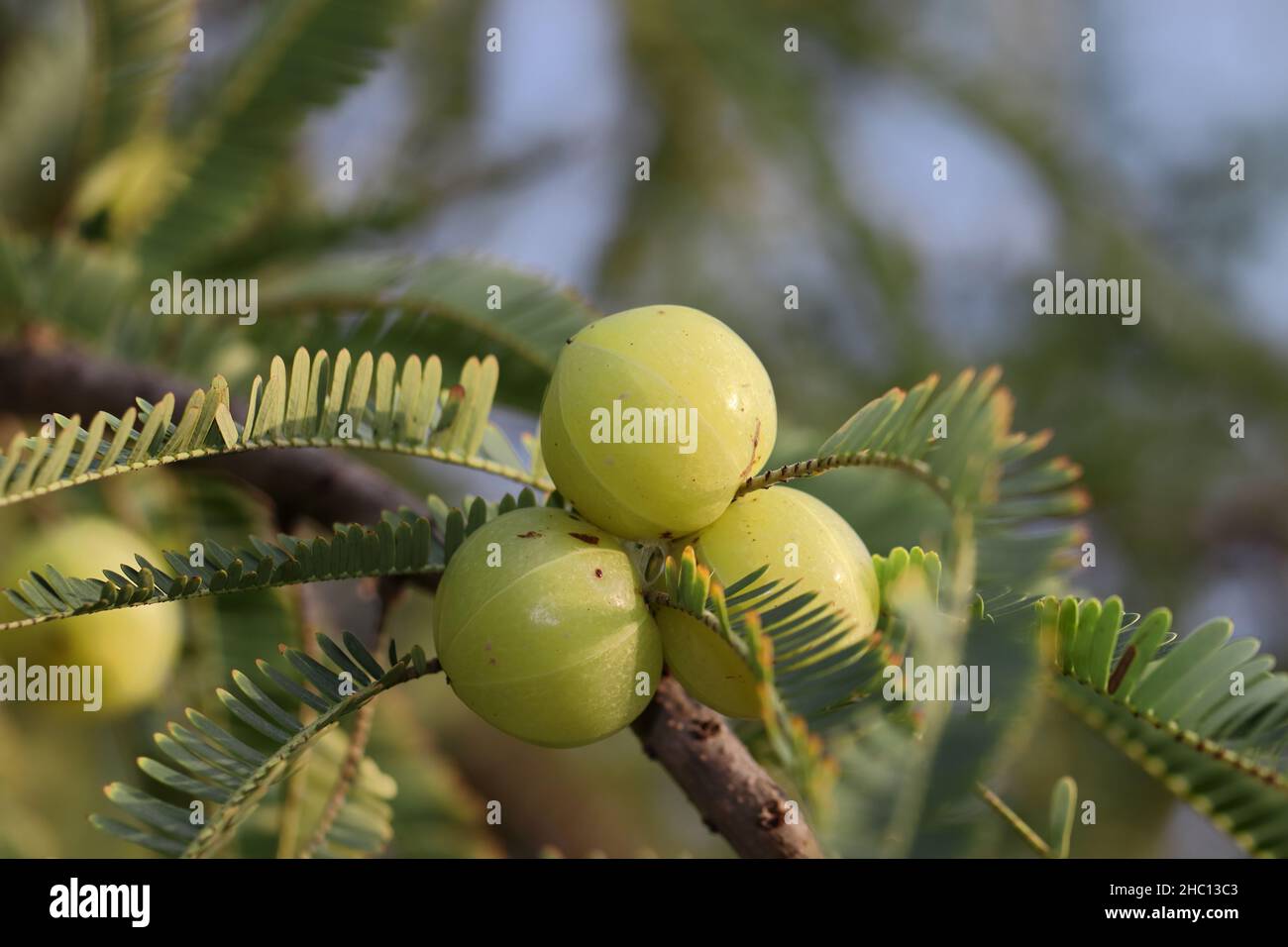 The fruit of amla, which is used as a medicine in Ayurveda, is planted ...