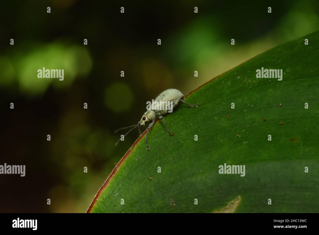 Close up photo of small grey weevil bug crawling on green leaf Stock ...