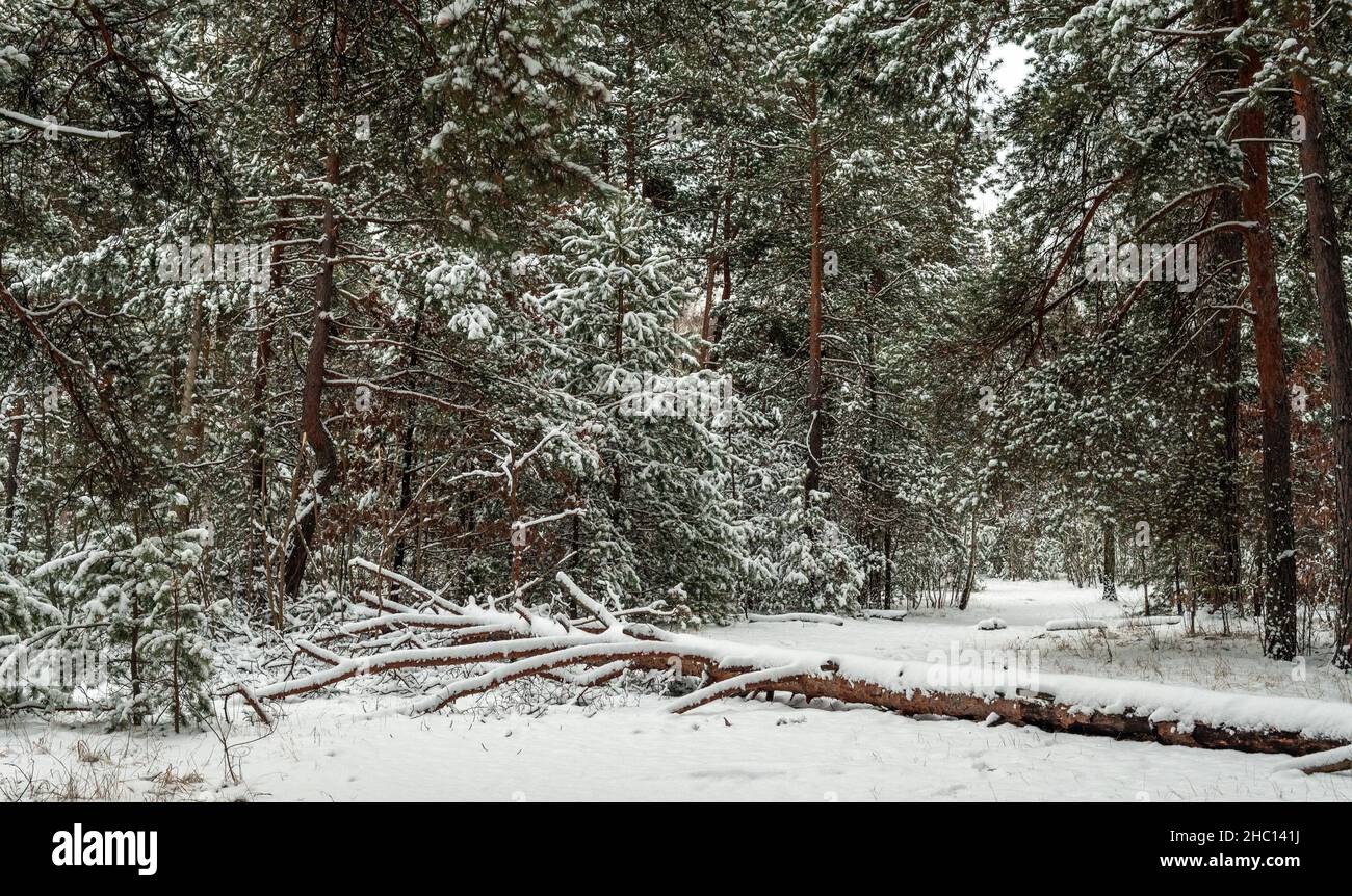 Snow fell to the ground and trees. Cold winter weather Stock Photo - Alamy