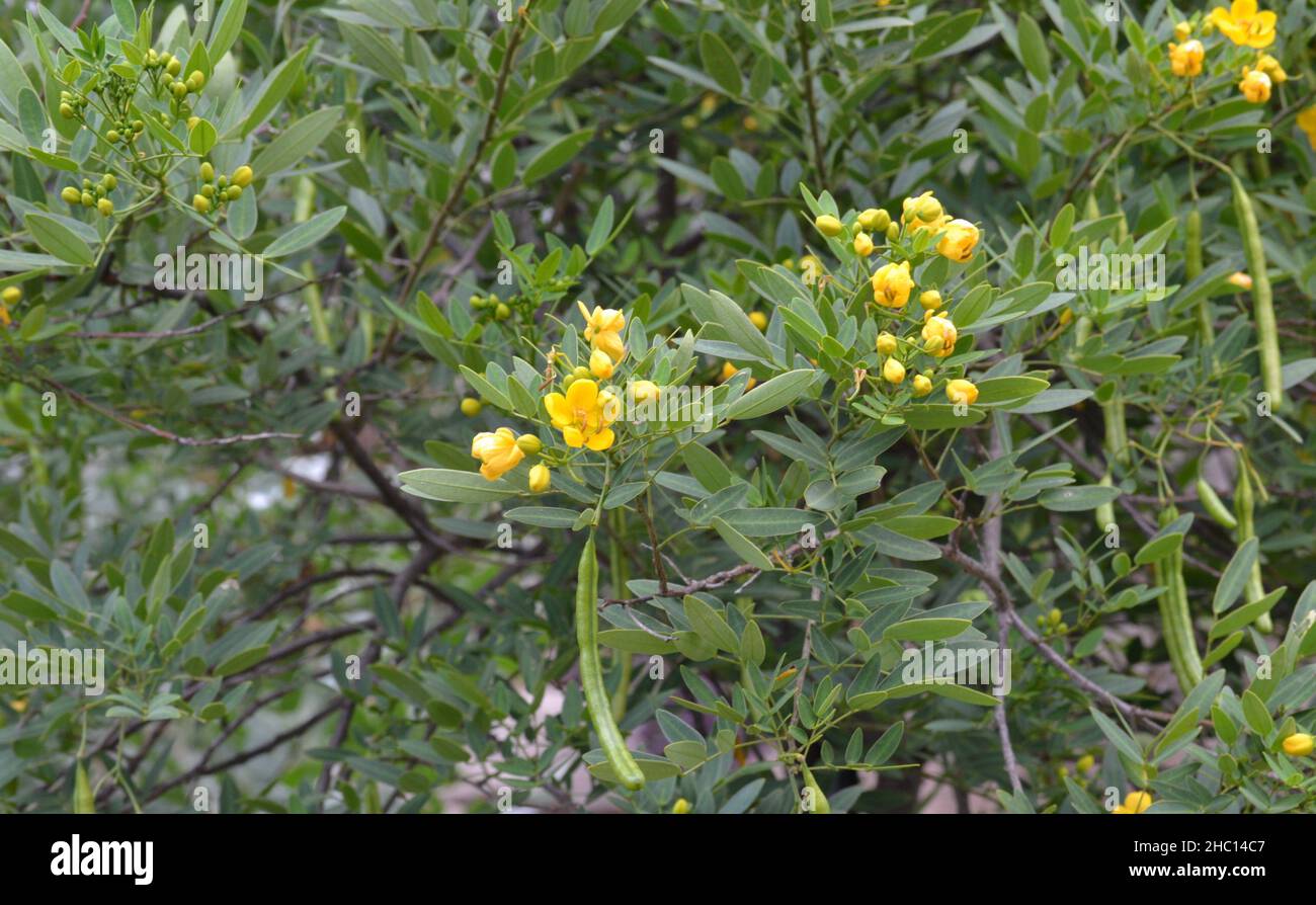 Garden shrub yellow hi-res stock photography and images - Alamy