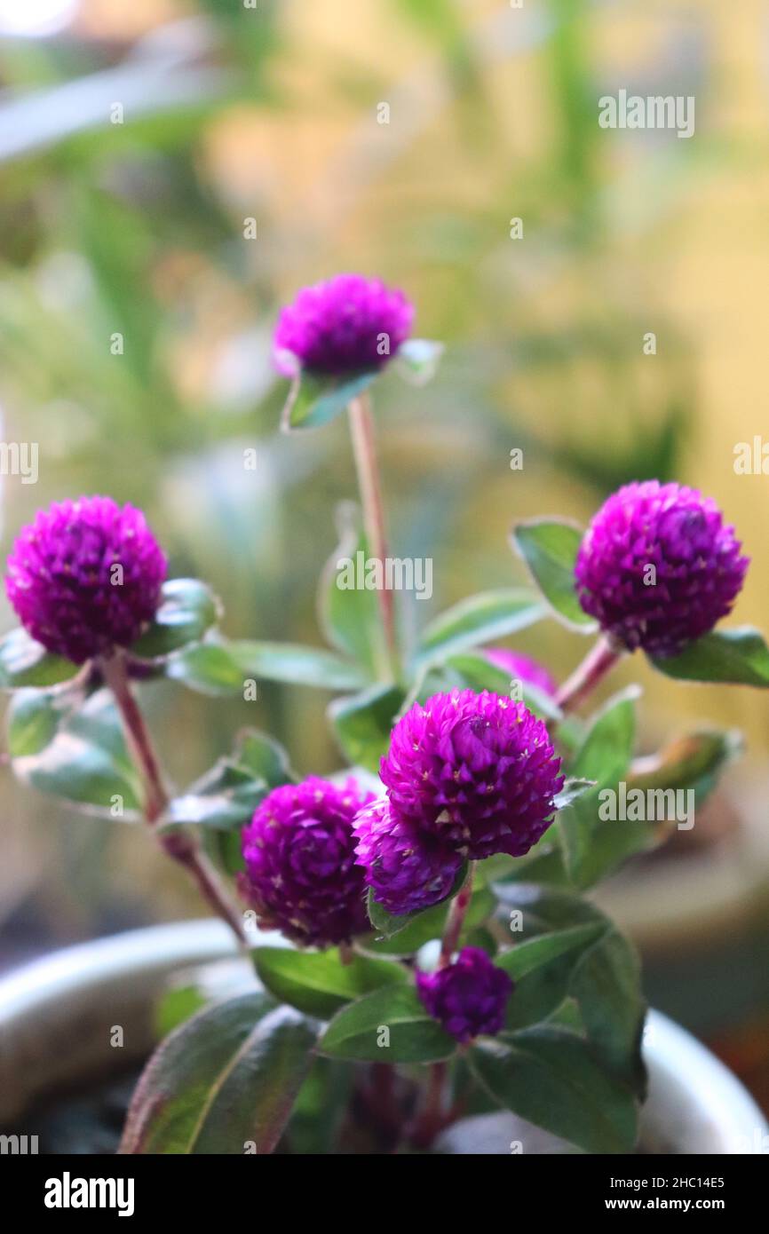 Close-up of purple Gomphrena globosa/ Globe Amarnath/ Vadamalli in a ...