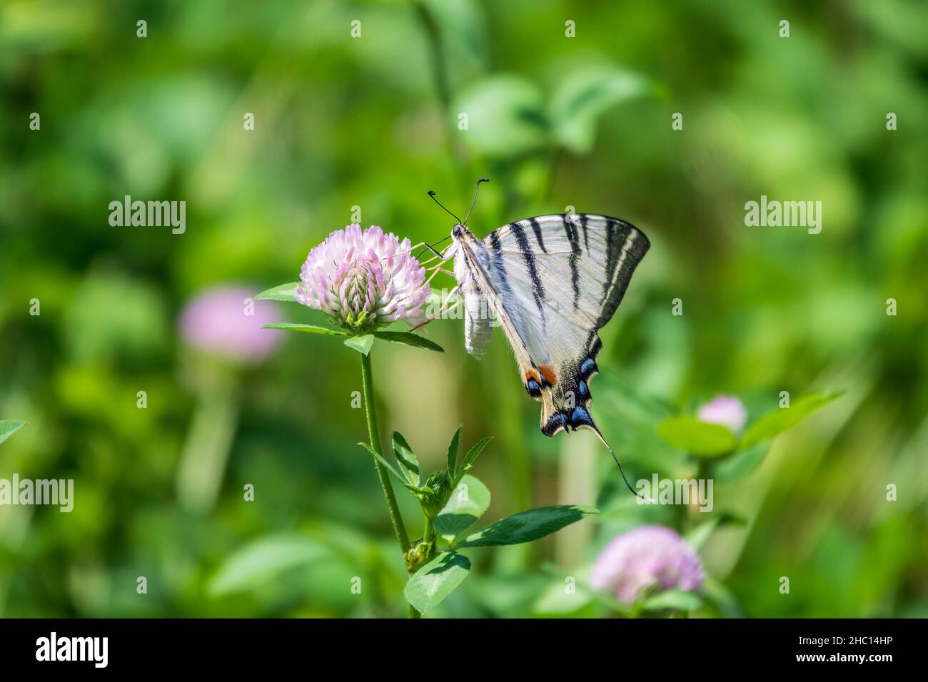 Beautiful Butterfly Scarce Swallowtail, Sail Swallowtail, Pear-tree ...