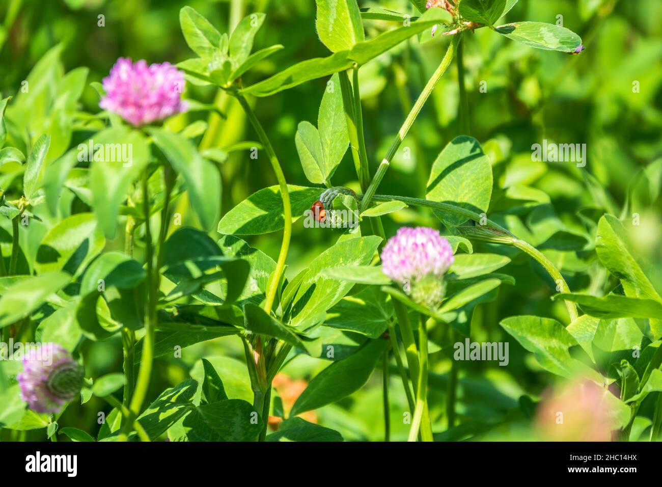 Clover with green leaves and a ladybug on it. Ladybug sitting on clover ...