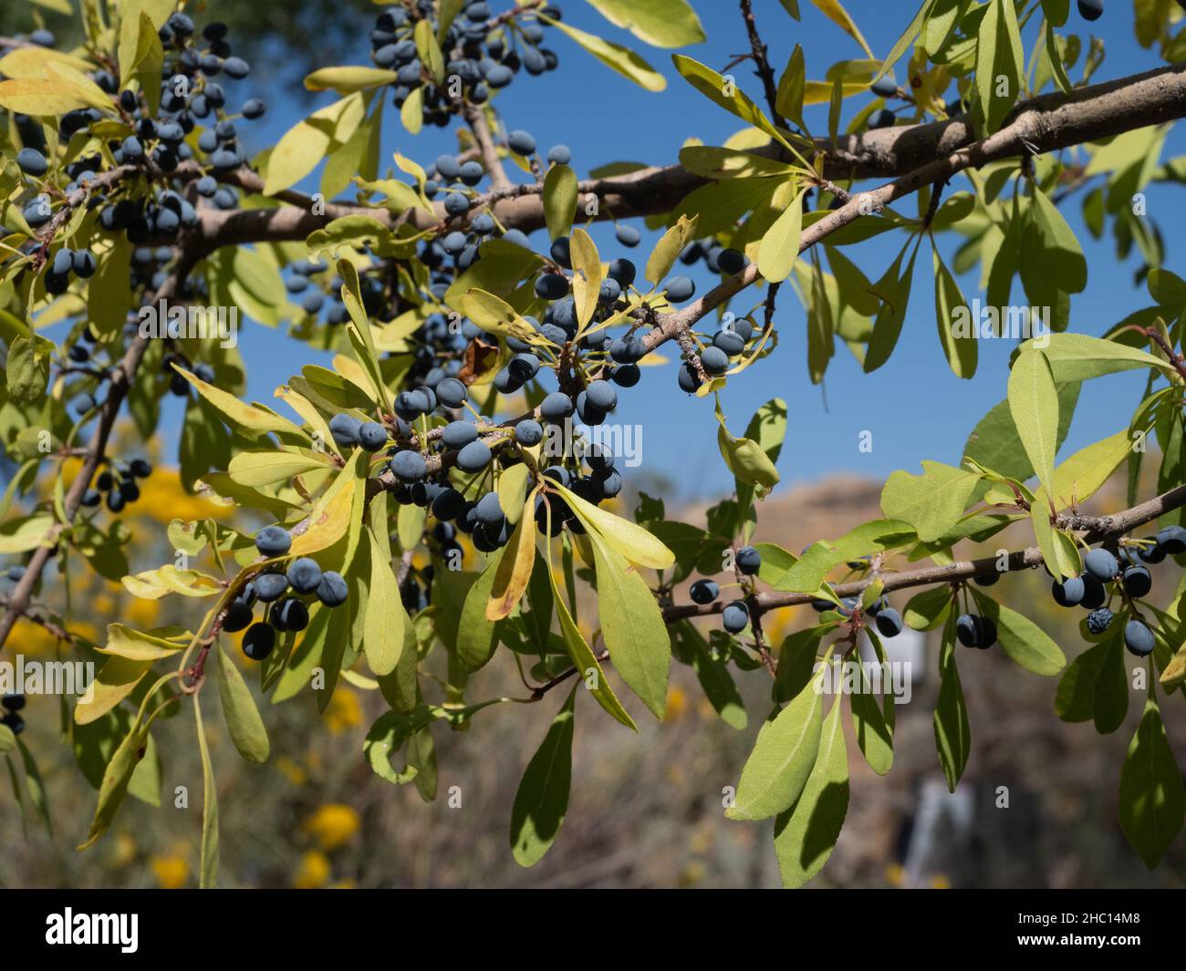 New mexico olive hi-res stock photography and images - Alamy