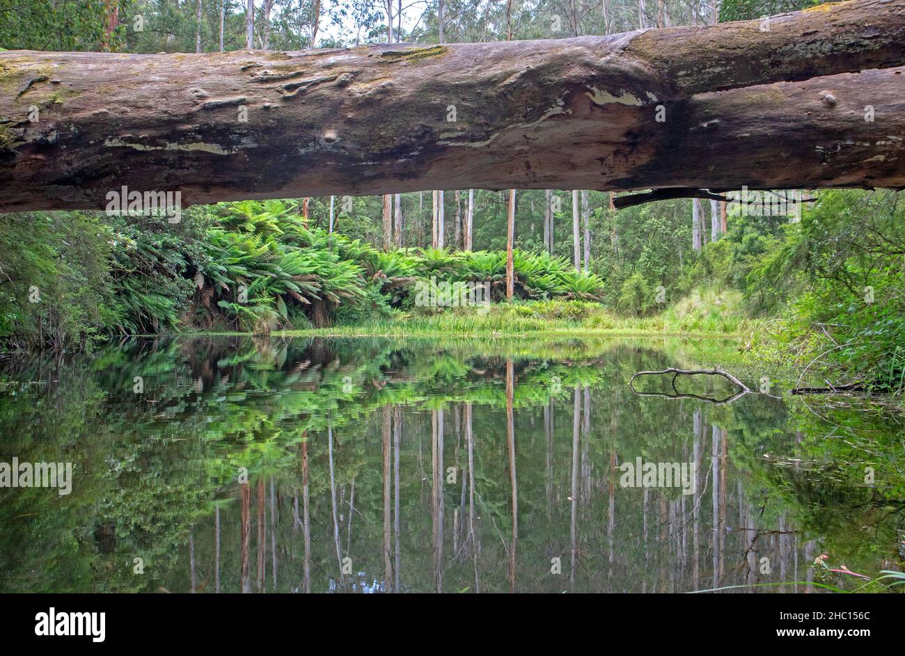 Otway ranges hi-res stock photography and images - Alamy