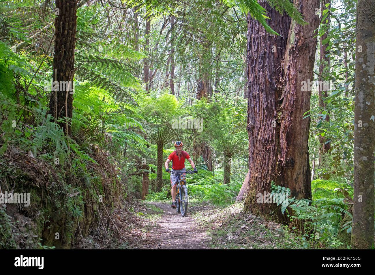Otway ranges victoria australia hi-res stock photography and images - Alamy