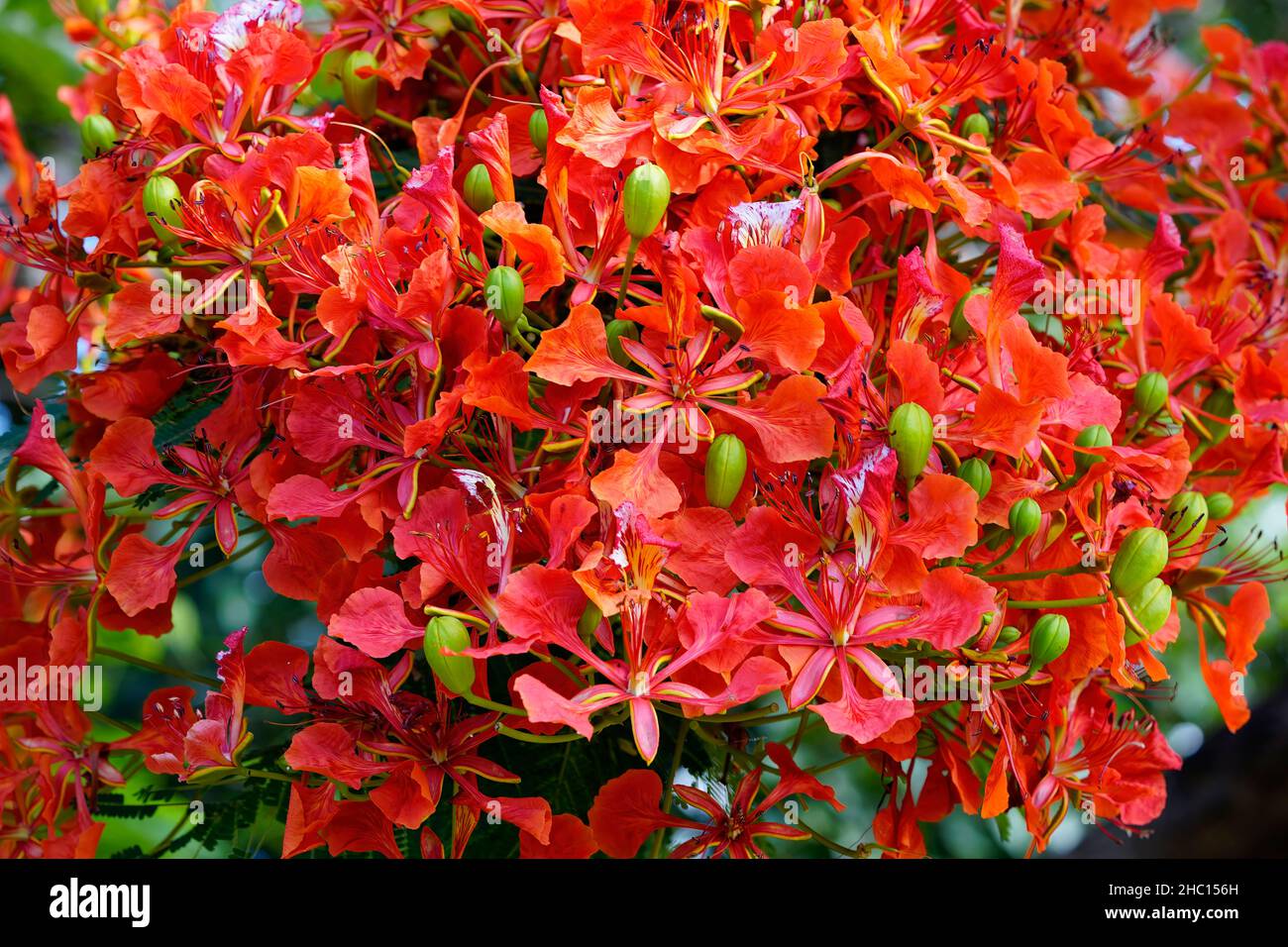 Close up view of Royal Poinciana, or Flamboyant, which is an ...