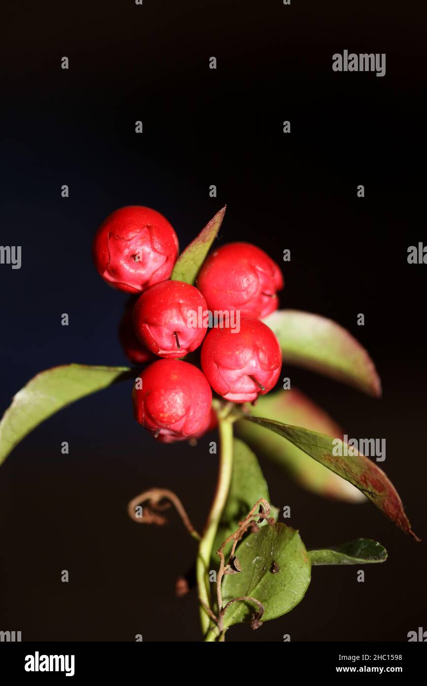 Red small fruit close up botanical background gaultheria procumbens ...