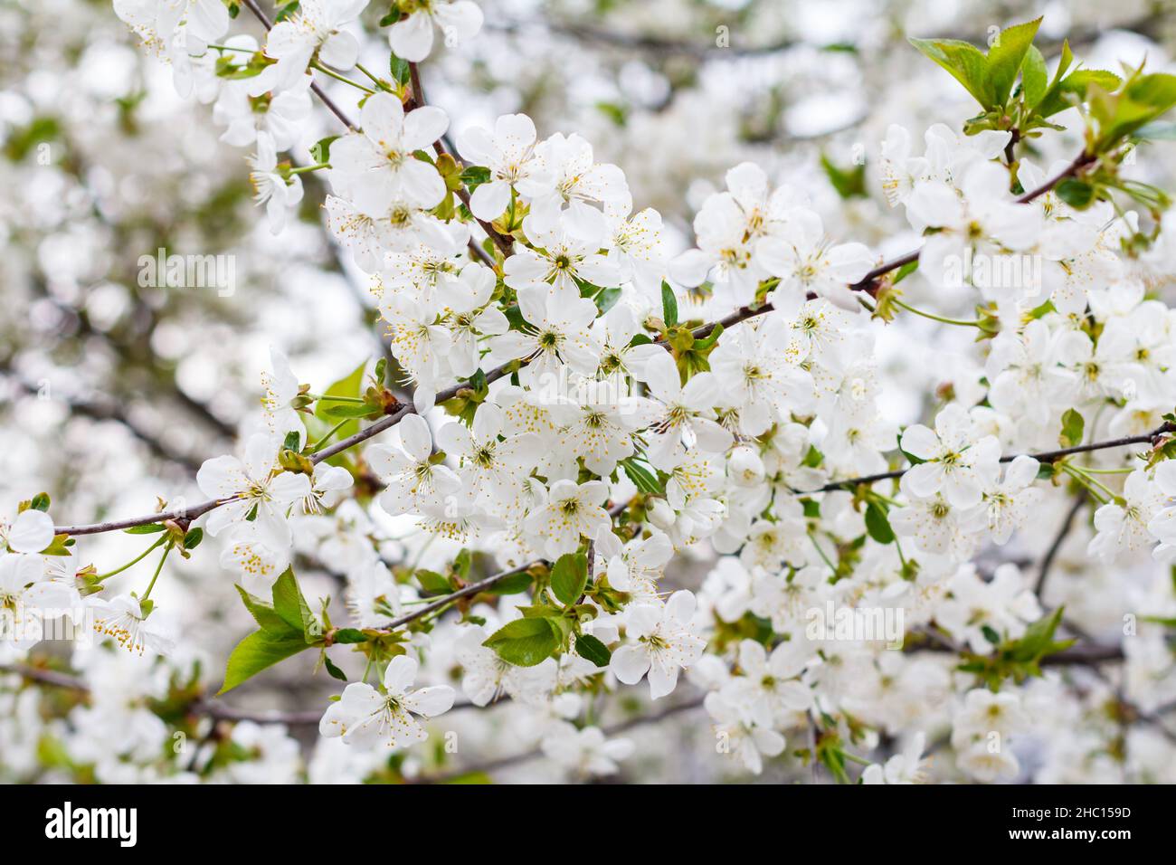 Branches of blooming cherry tree in a spring orchard Stock Photo - Alamy