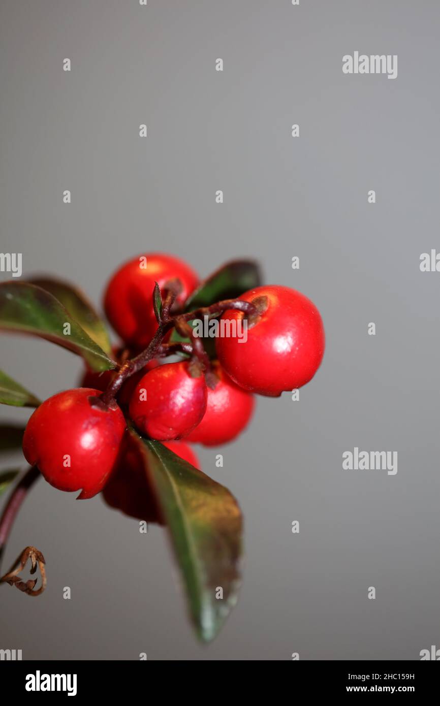 Red small fruit close up botanical background gaultheria procumbens ...