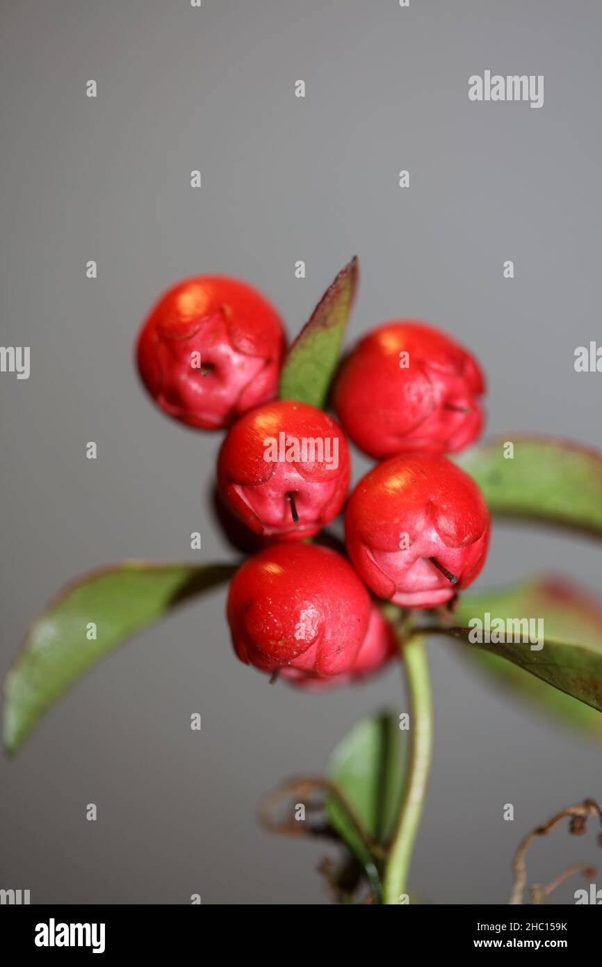 Red small fruit close up botanical background gaultheria procumbens ...