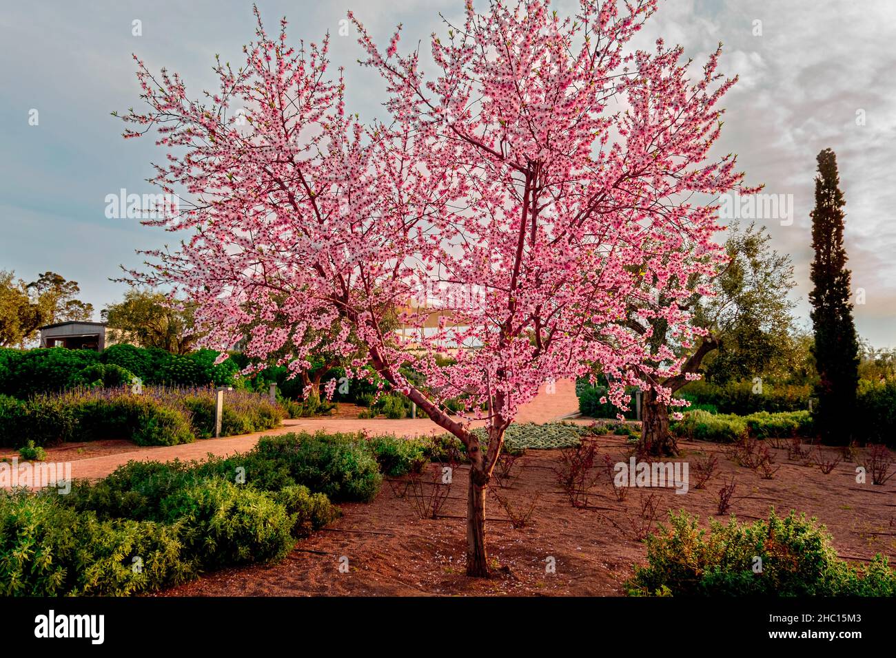 Pink blooming tree on spring Stock Photo - Alamy