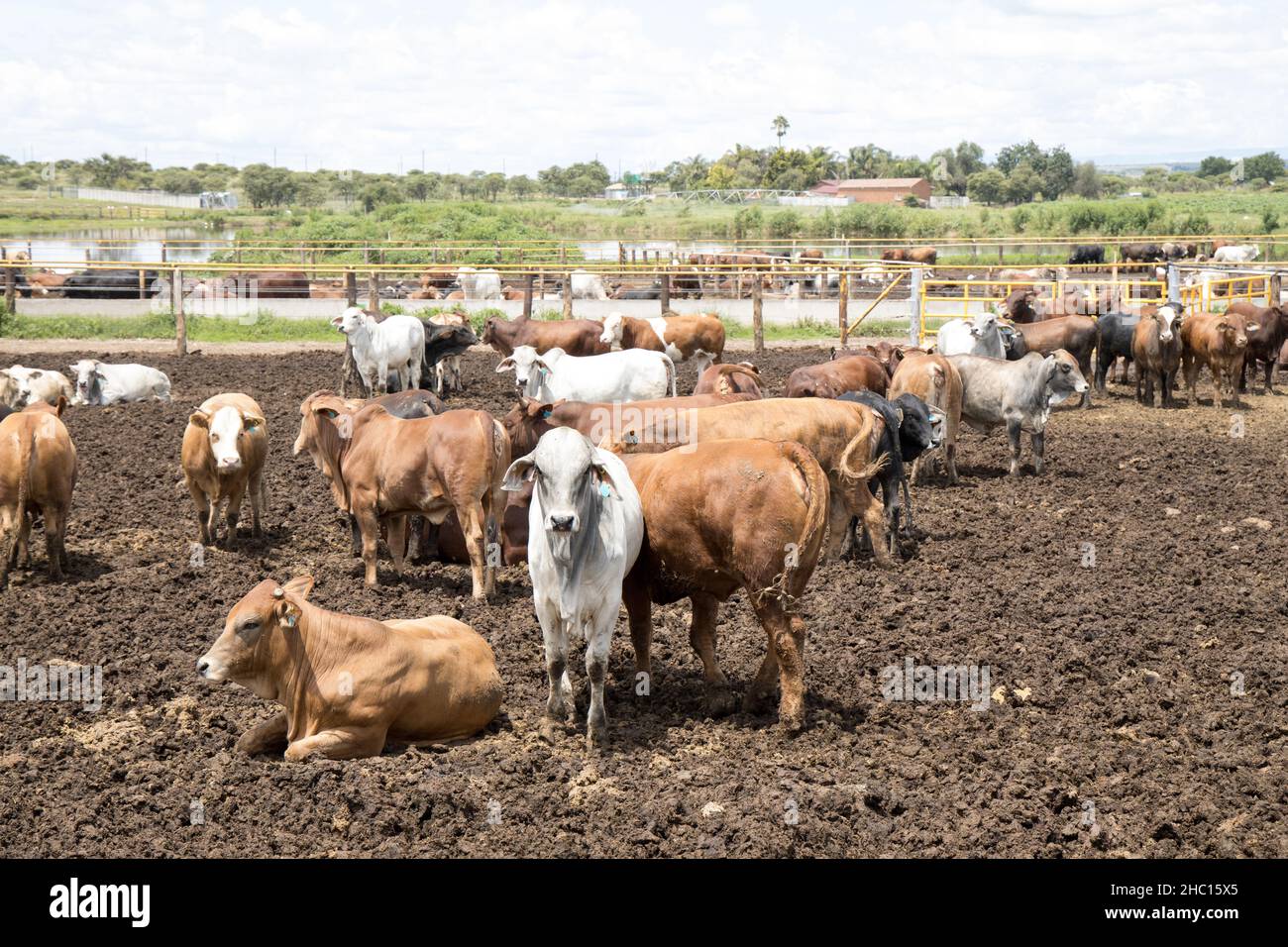 Cattle in a feedlot or feed yard Stock Photo - Alamy