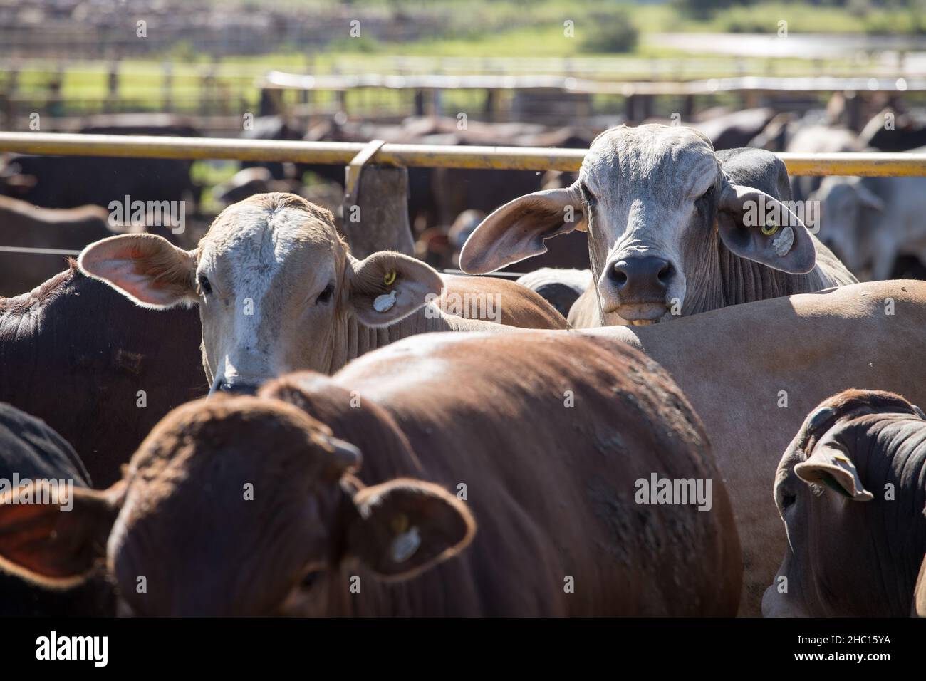Cattle feedlot africa hi-res stock photography and images - Alamy
