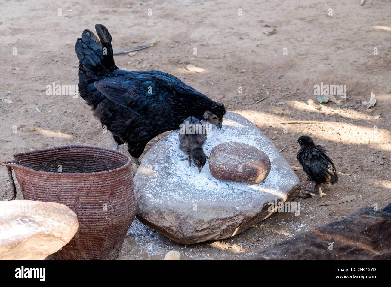 Birds of Namibia in Africa Stock Photo - Alamy