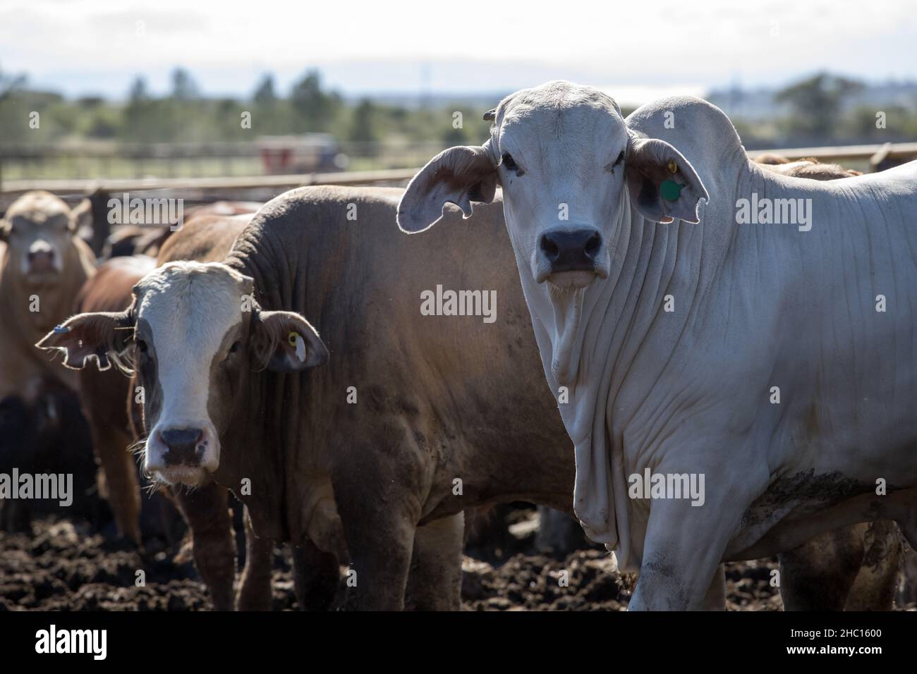 Cattle feed australia hi-res stock photography and images - Alamy